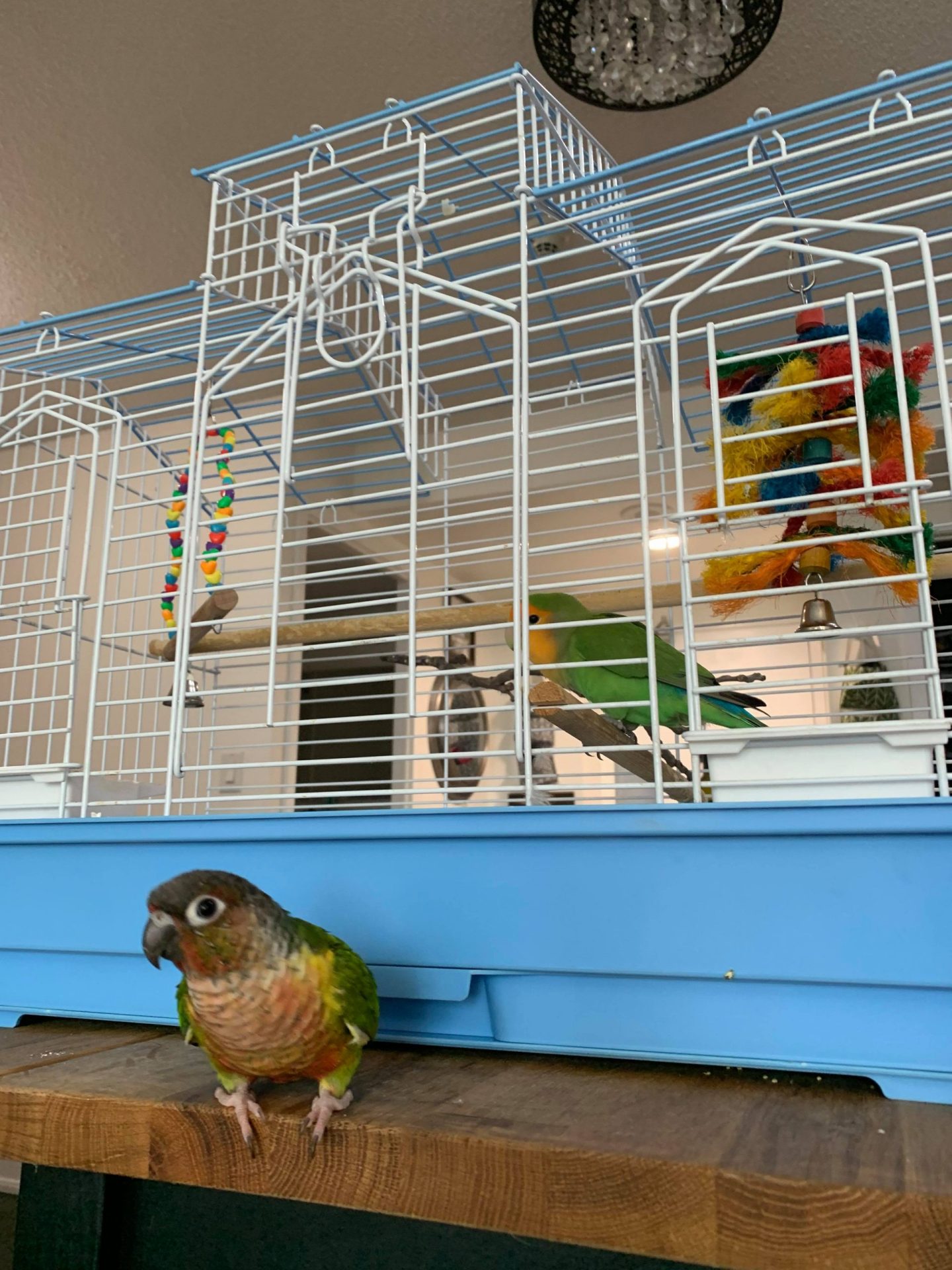 Services | Bird Sitting Toronto | Bird Boarding in Toronto