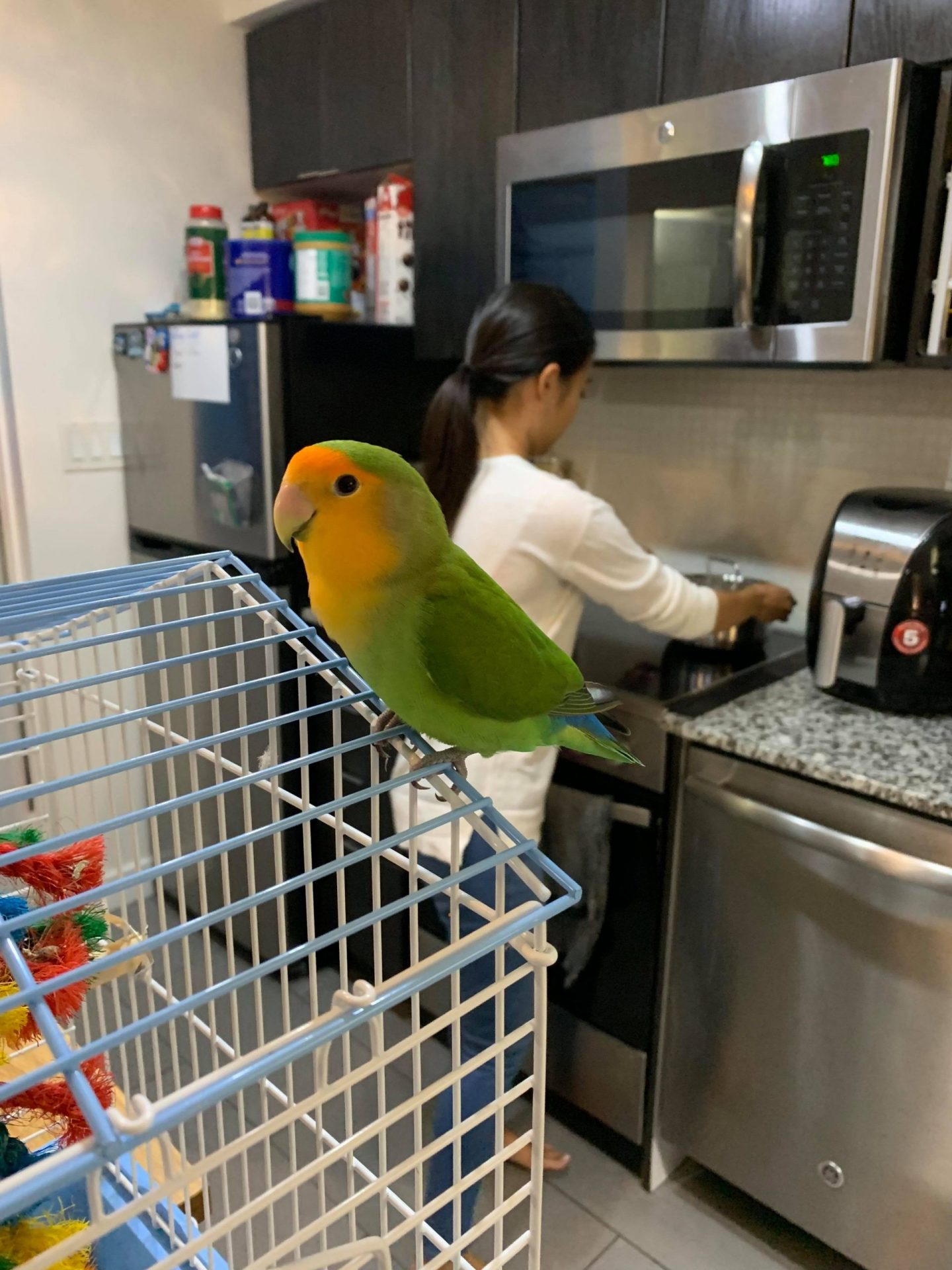 Services | Bird Sitting Toronto | Bird Boarding in Toronto