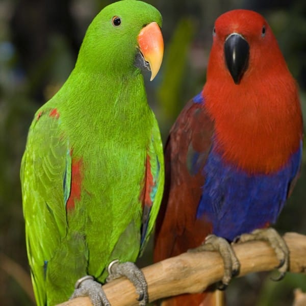 ECLECTUS PARROTS - Bird Sitting Toronto