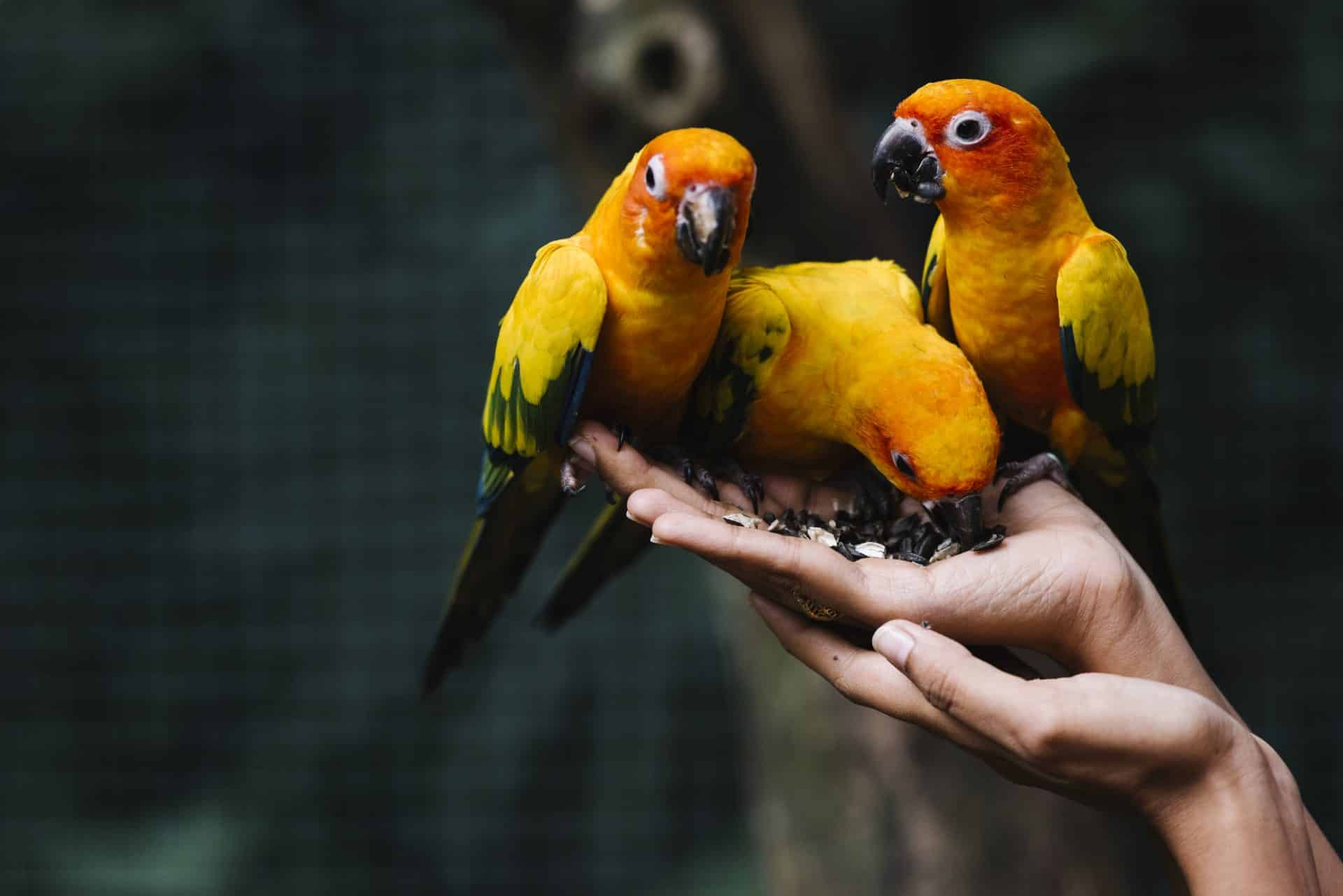 Guide to Types of Conures: Your Perfect Feathered Companion