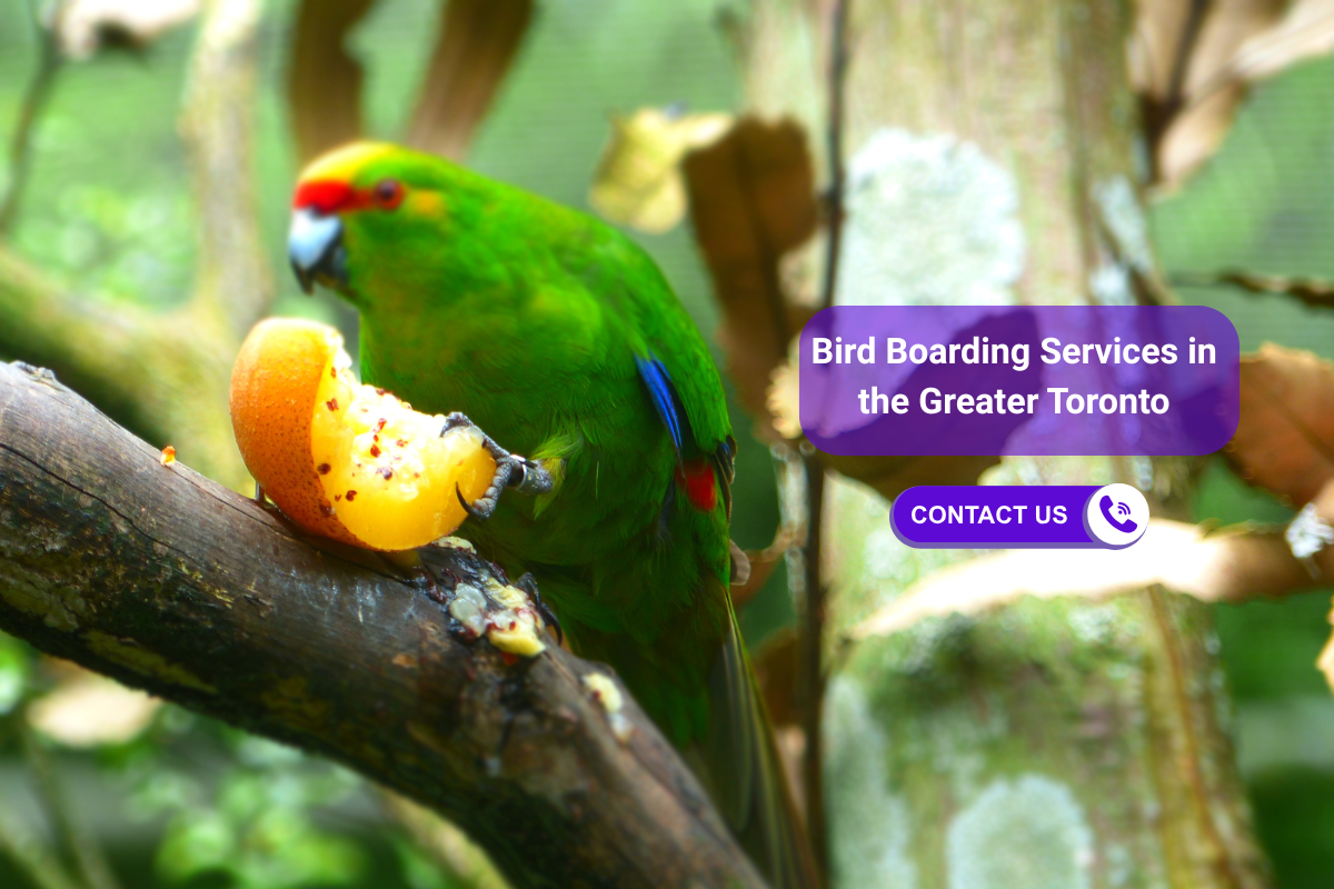 Bird Boarding Options in the Greater Toronto Area