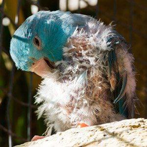 parrot feather issues